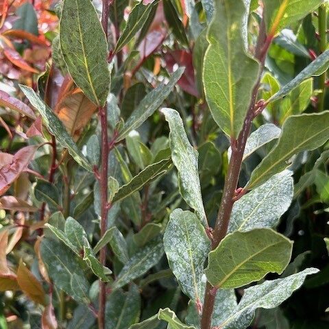 LAURUS NOBLIS MULTISTEM BUSH - Greenhill Plants