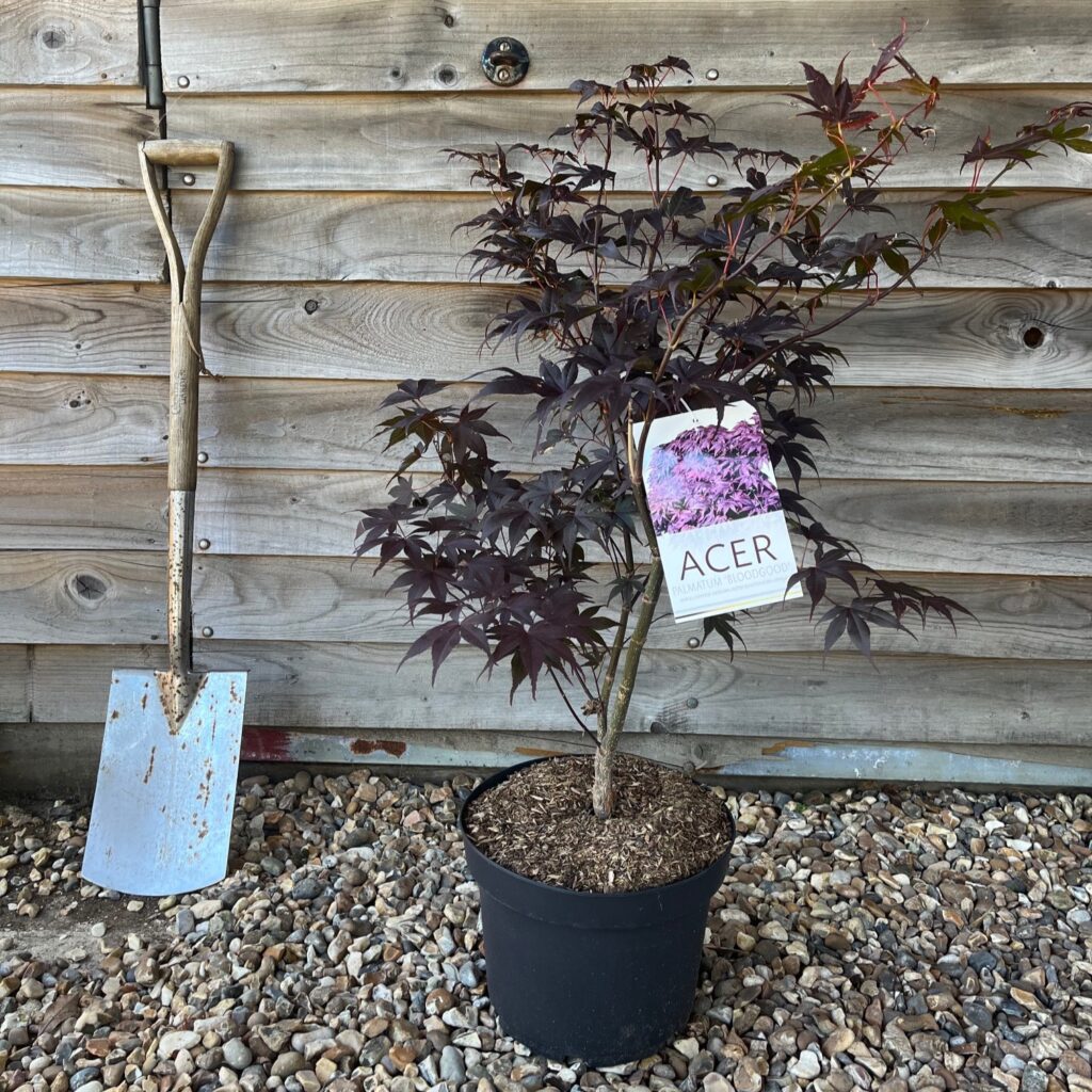 Acer - Greenhill Plants