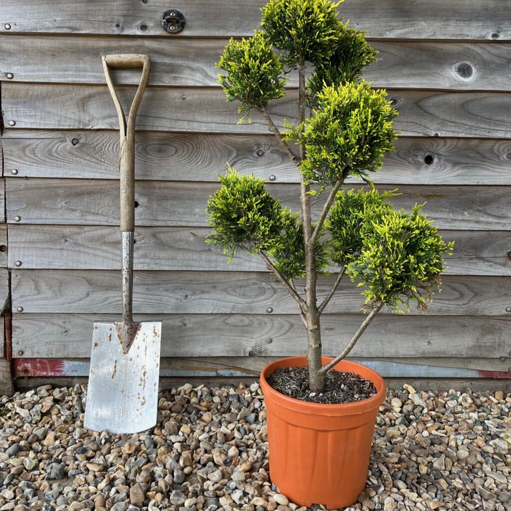 Cupressus Leylandi - Greenhill Plants