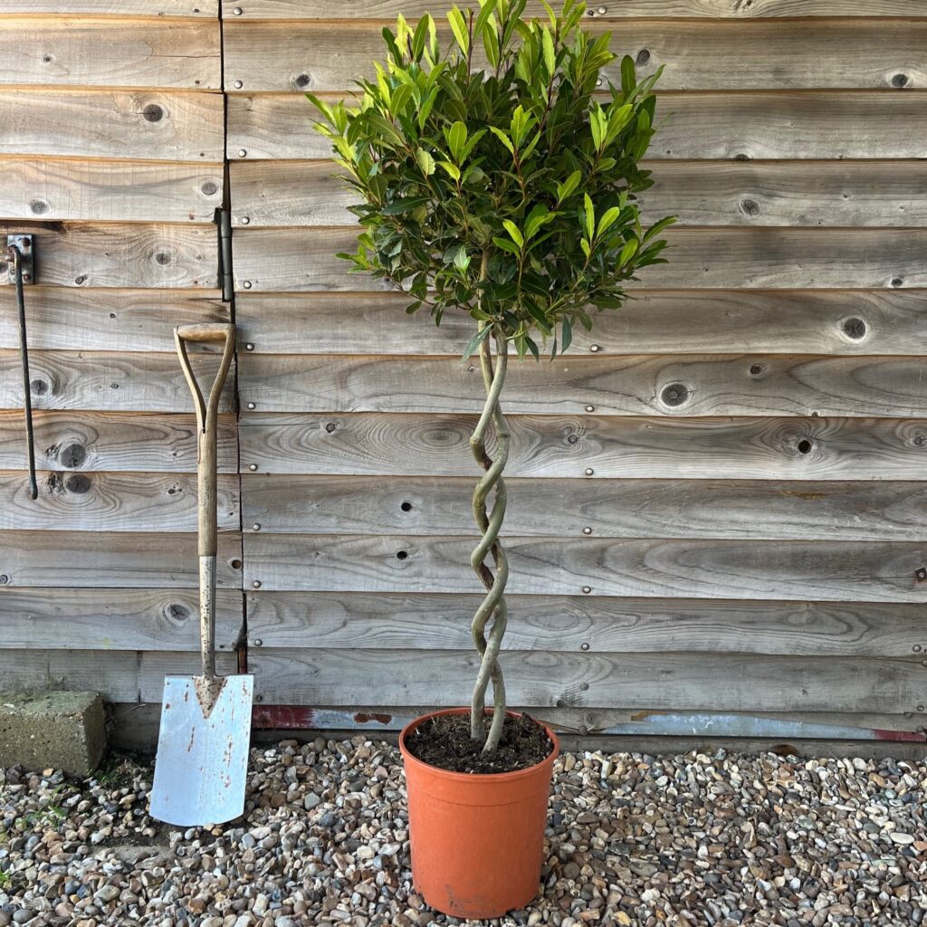 Bay Tree - Greenhill Plants