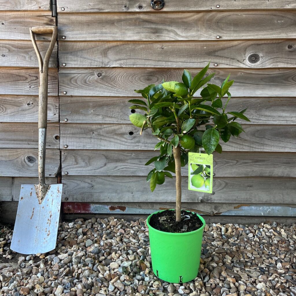 Lime Tree - Greenhill Plants