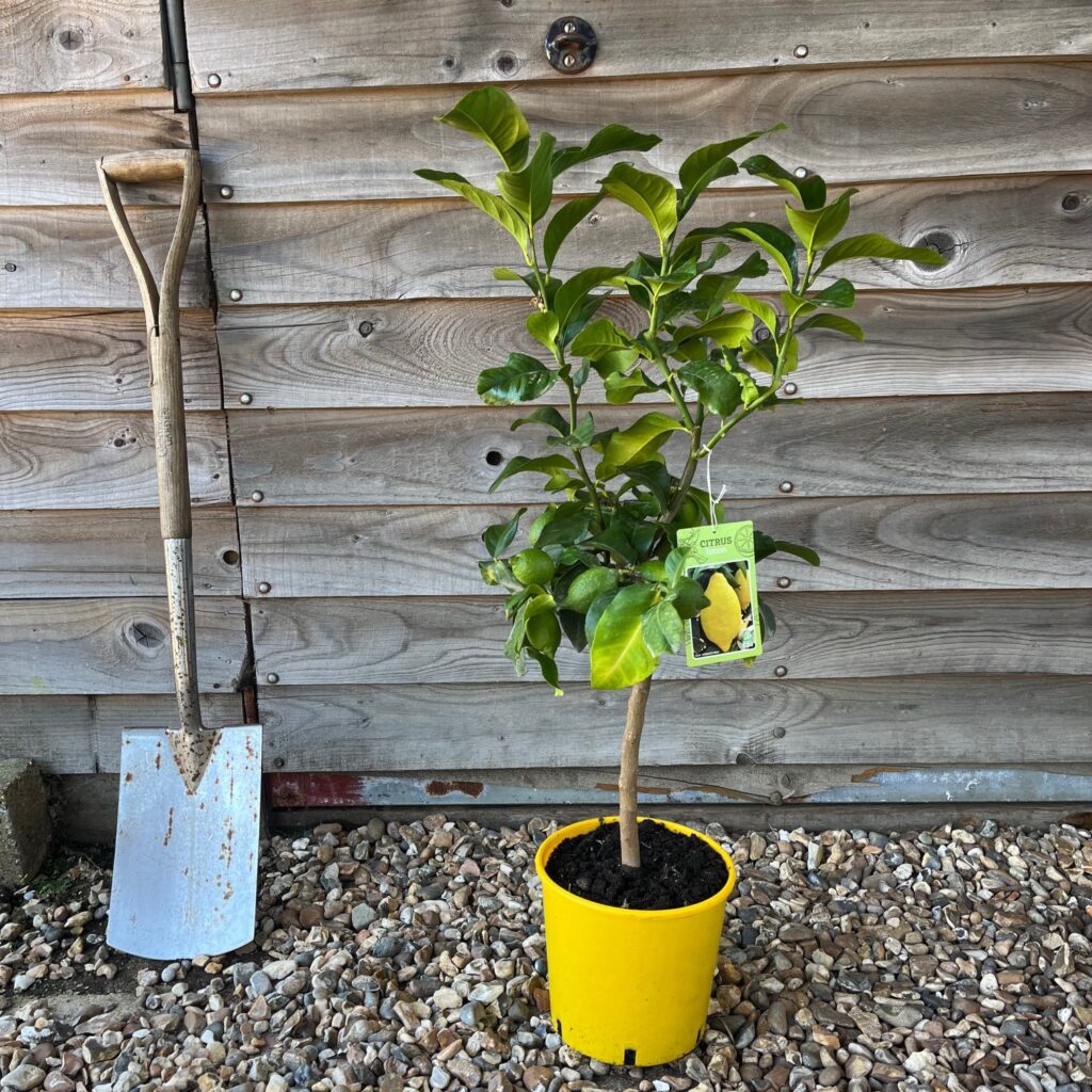Lemon Tree - Greenhill Plants