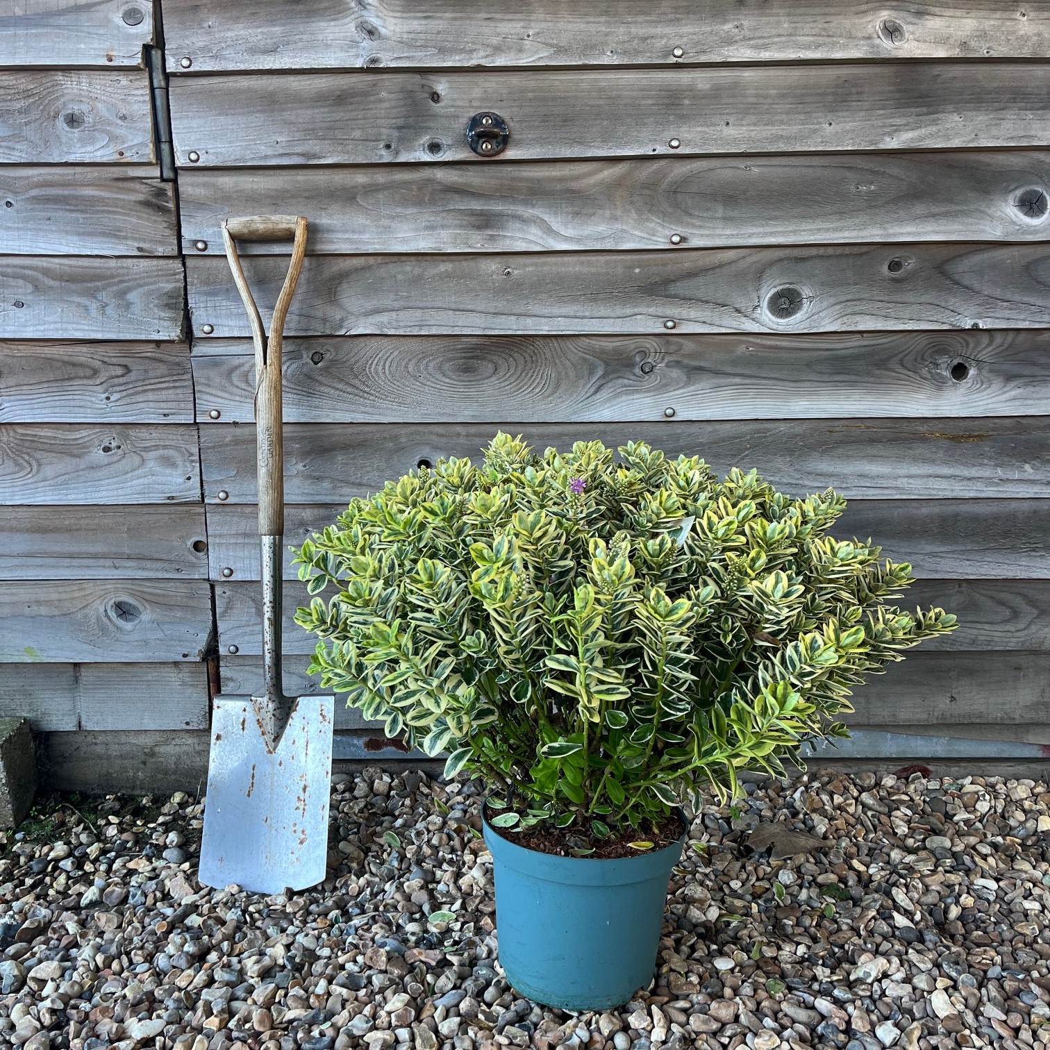 Hebe Addenda - Greenhill Plants