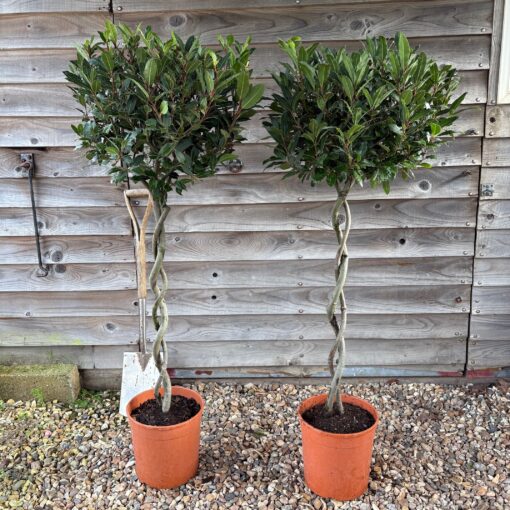 A PAIR OF TWISTED BAY TREES - Greenhill Plants
